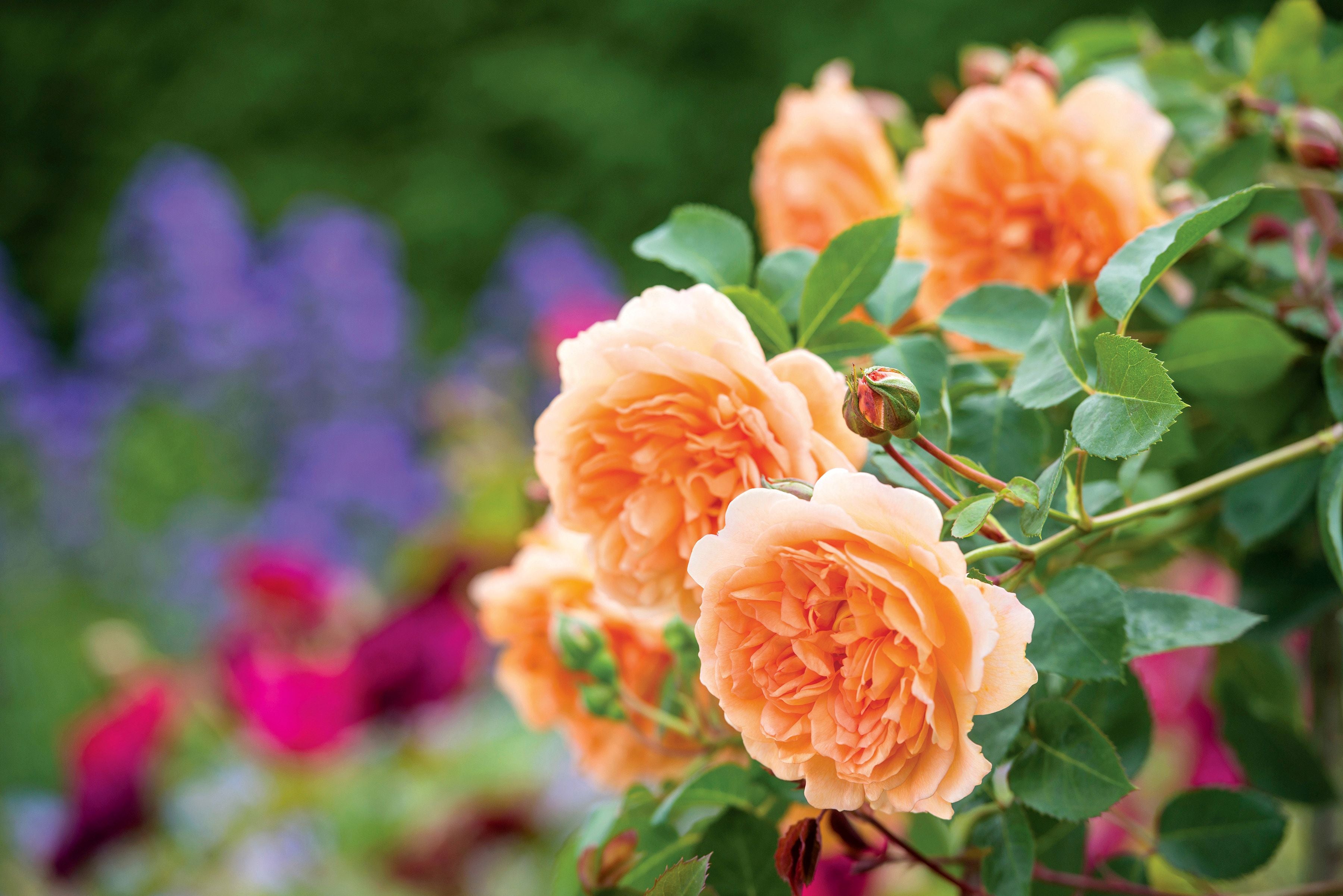 Dame Judi Dench – Cornerstone Roses
