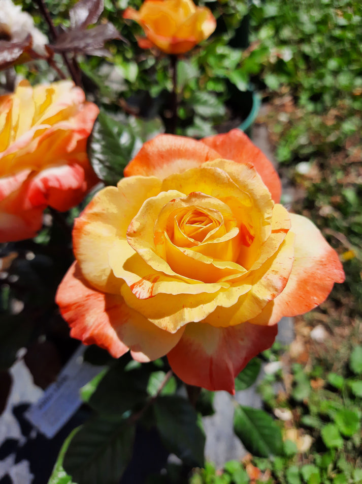Anna Lease – Cornerstone Roses