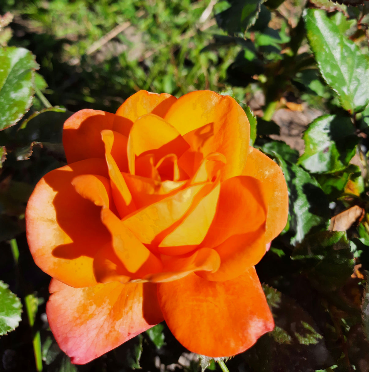 Dawn Chorus – Cornerstone Roses