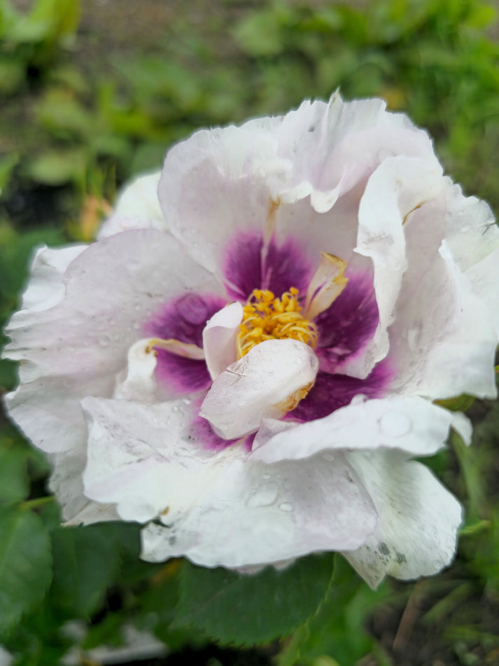 Eyes for You – Cornerstone Roses