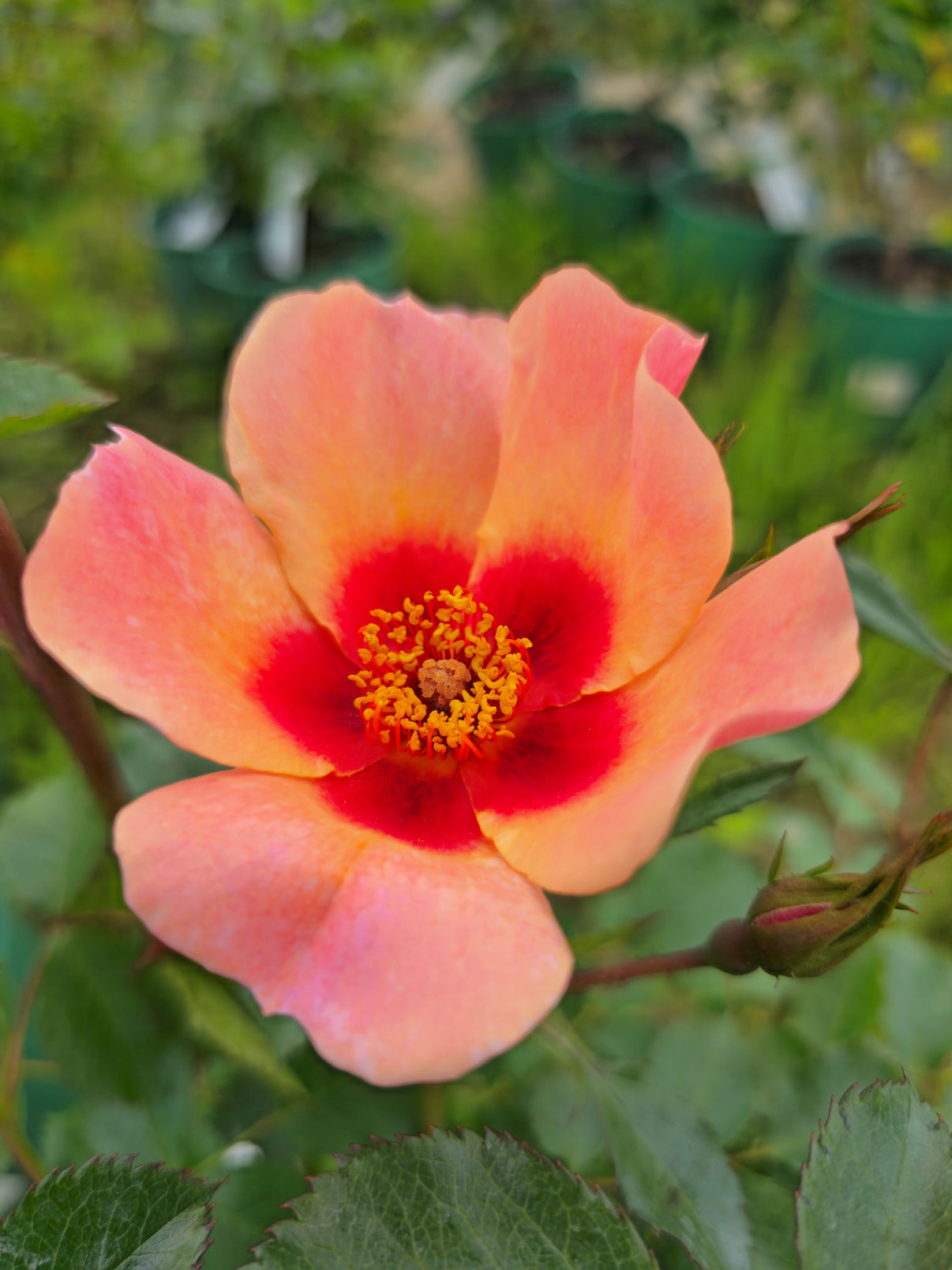 For Your Eyes Only – Cornerstone Roses