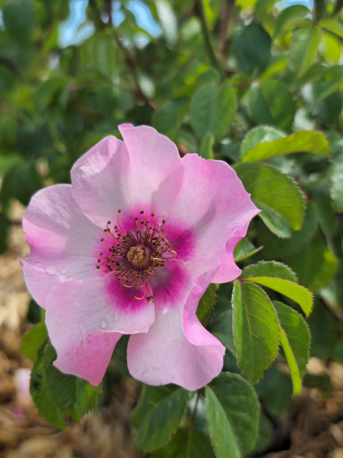 Bright as a Button – Cornerstone Roses