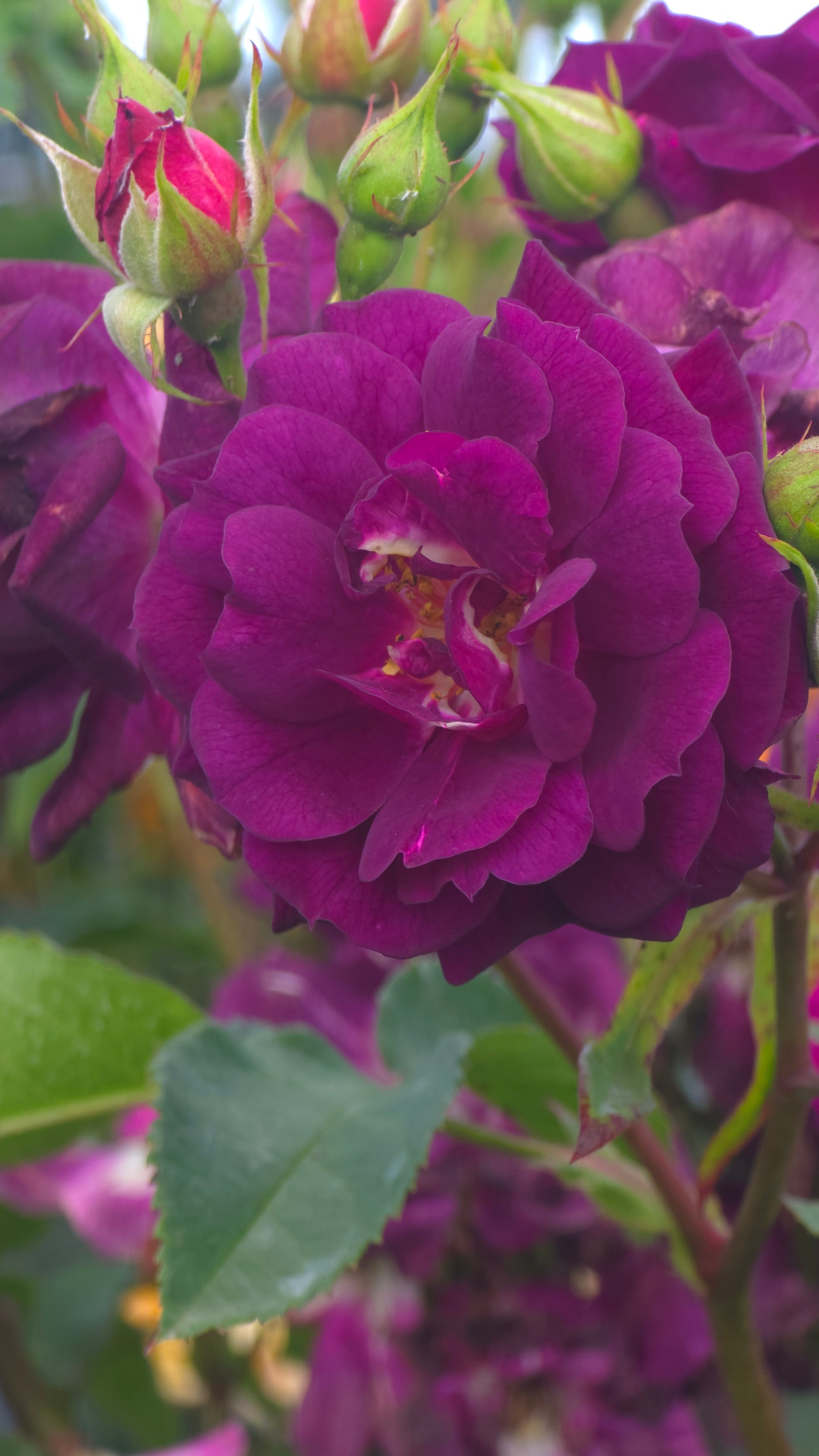 Midnight Blue – Cornerstone Roses