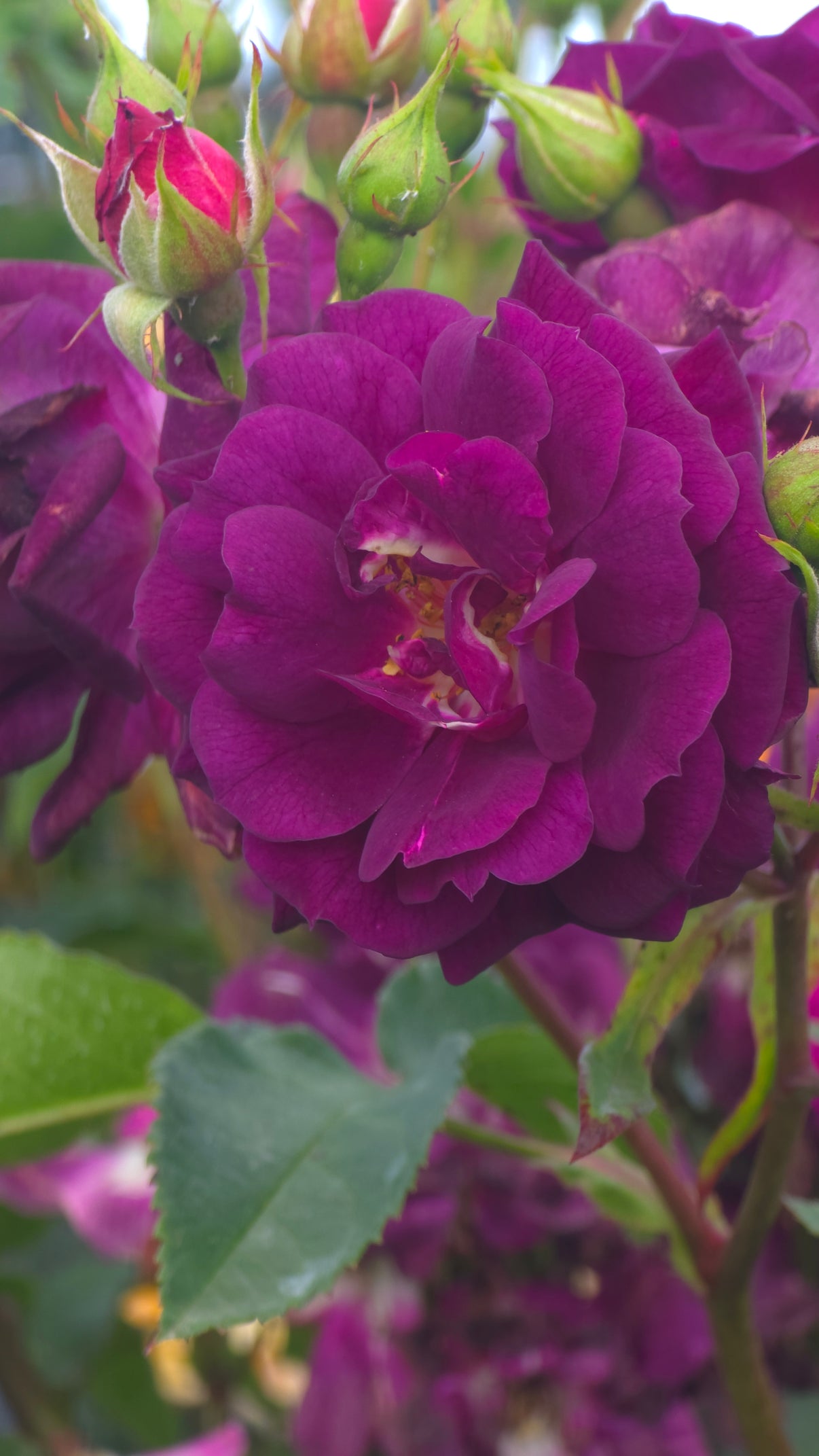 Midnight Blue – Cornerstone Roses