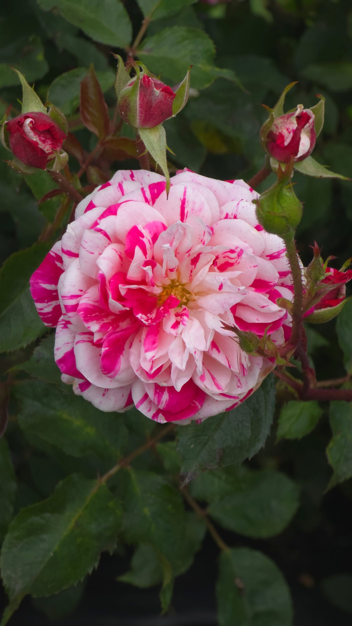 Stardust – Cornerstone Roses