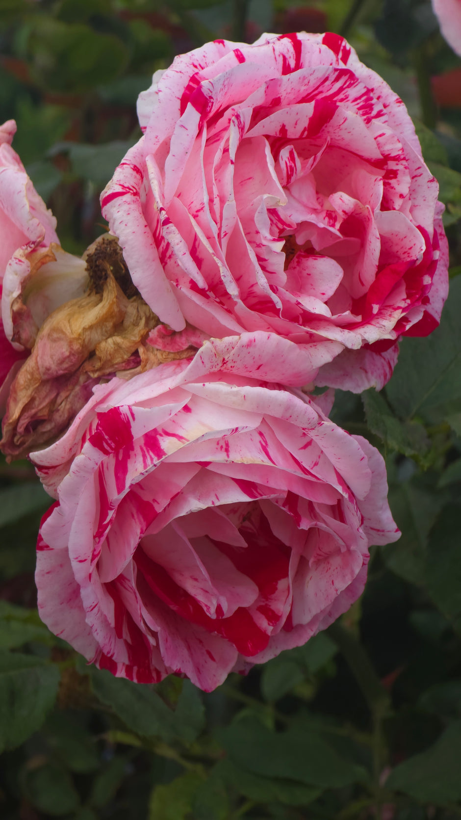 This Seasons Collection – Page 5 – Cornerstone Roses
