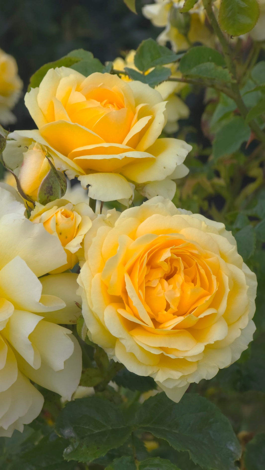 Products – Page 12 – Cornerstone Roses