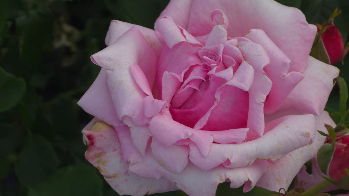 Memorial Day – Cornerstone Roses