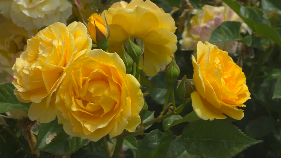 Products – Cornerstone Roses