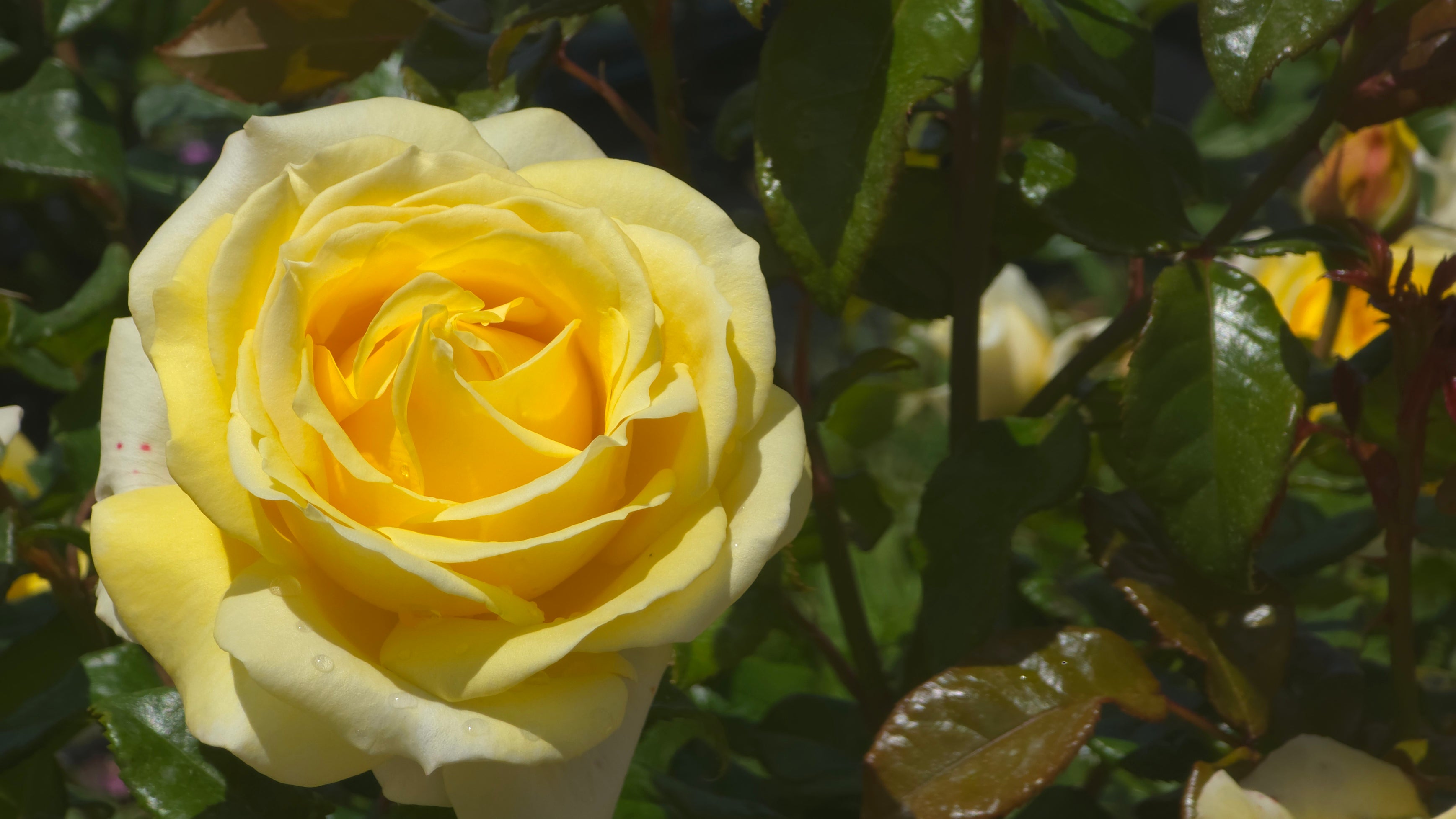 Diamonds Forever – Cornerstone Roses