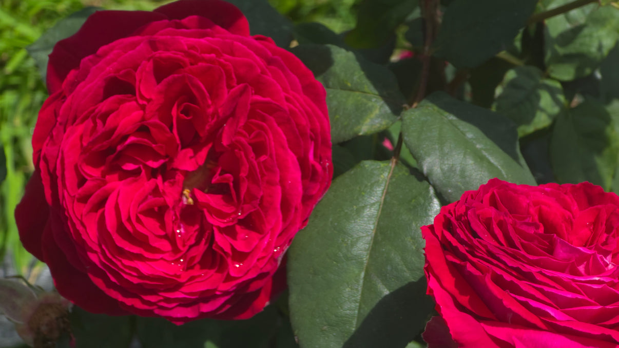 Gospel – Cornerstone Roses