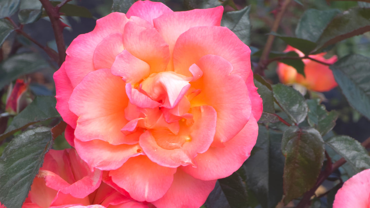 Paddy Stephens – Cornerstone Roses