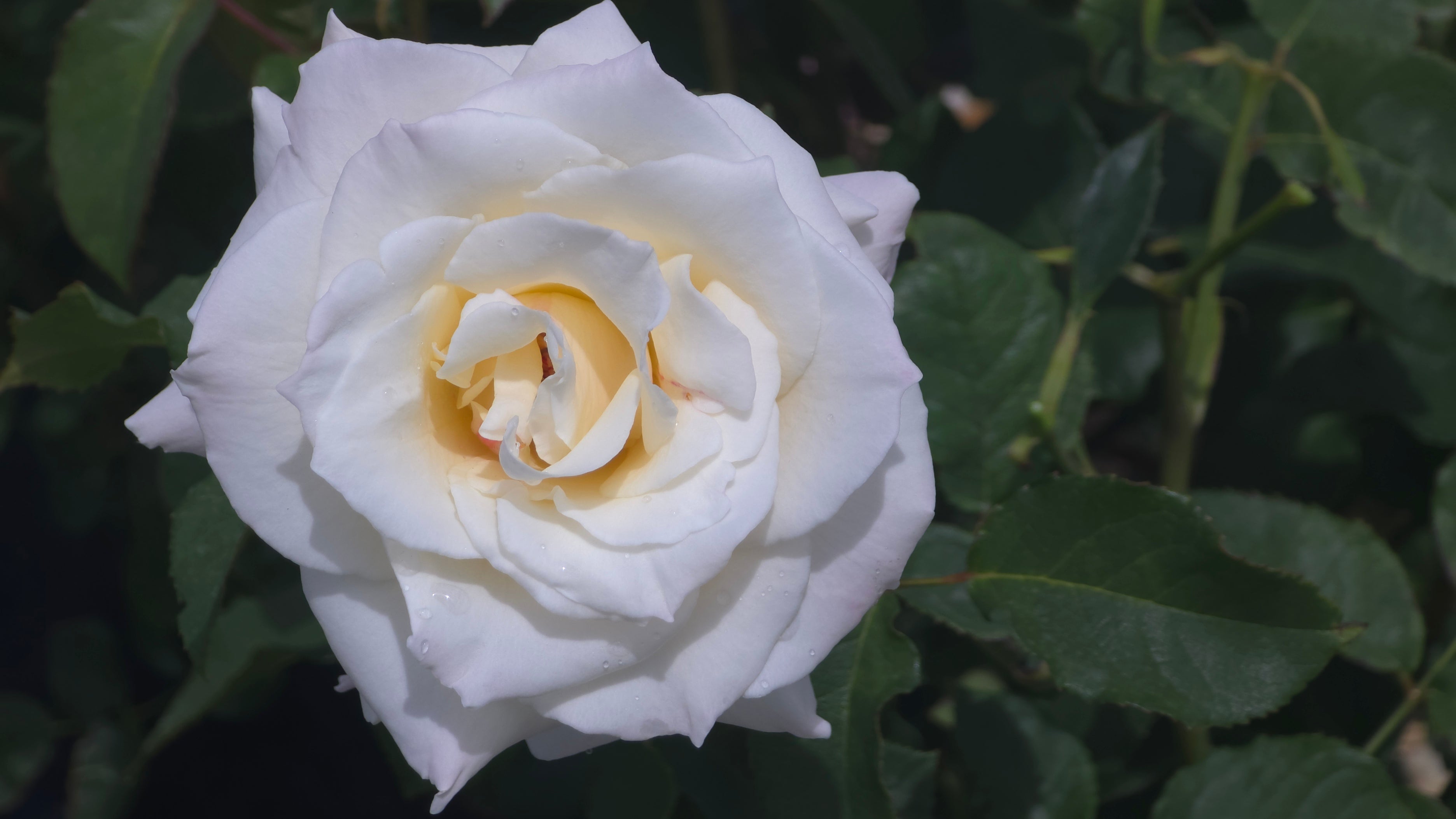 Pascali – Cornerstone Roses