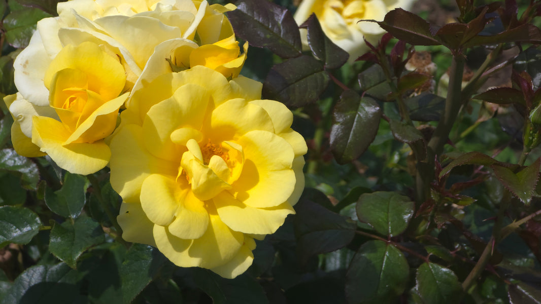 This Seasons Collection – Page 5 – Cornerstone Roses