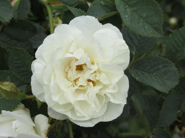 Alba Maxima – Cornerstone Roses
