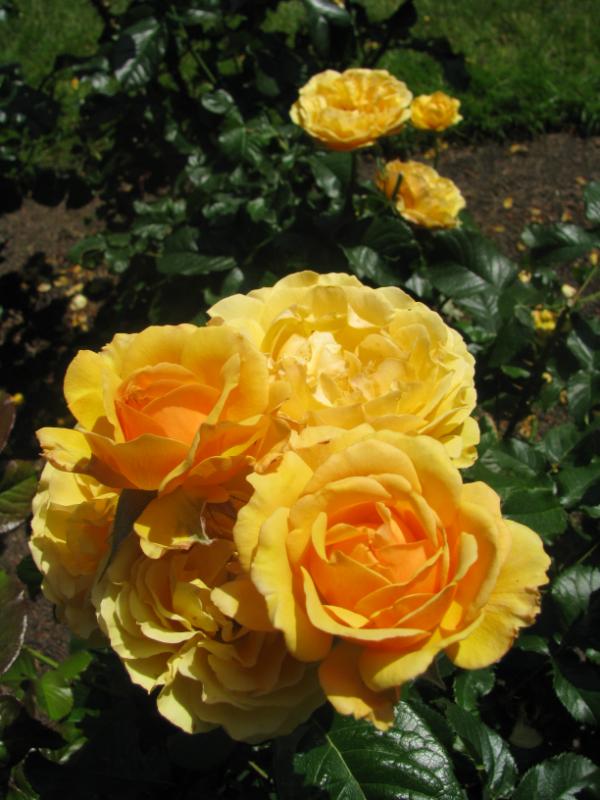 Amber Queen – Cornerstone Roses