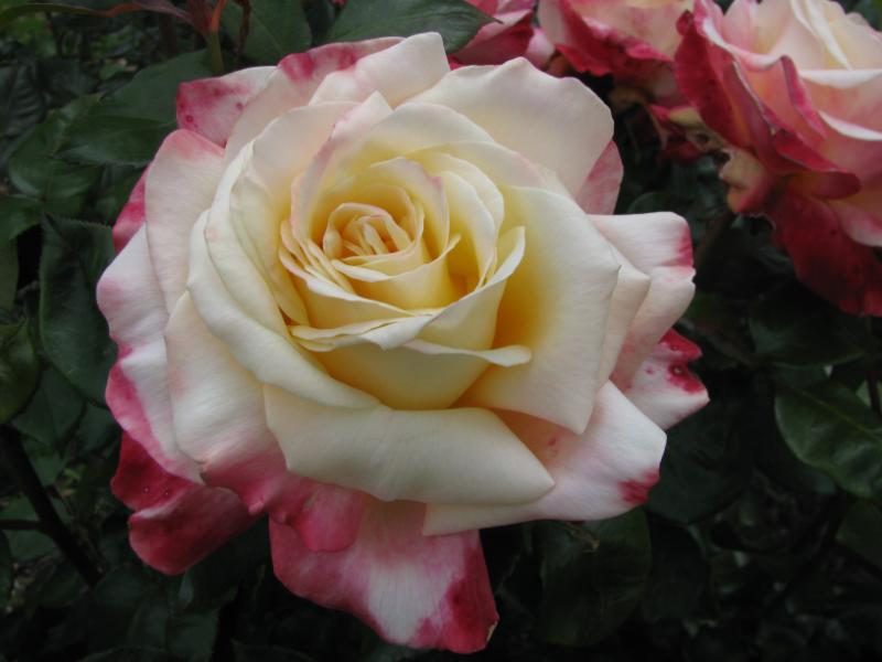 Andrea Jane – Cornerstone Roses