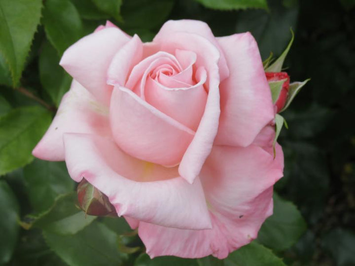 Products – Page 2 – Cornerstone Roses