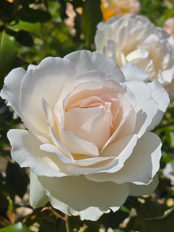 Auckland Metro – Cornerstone Roses