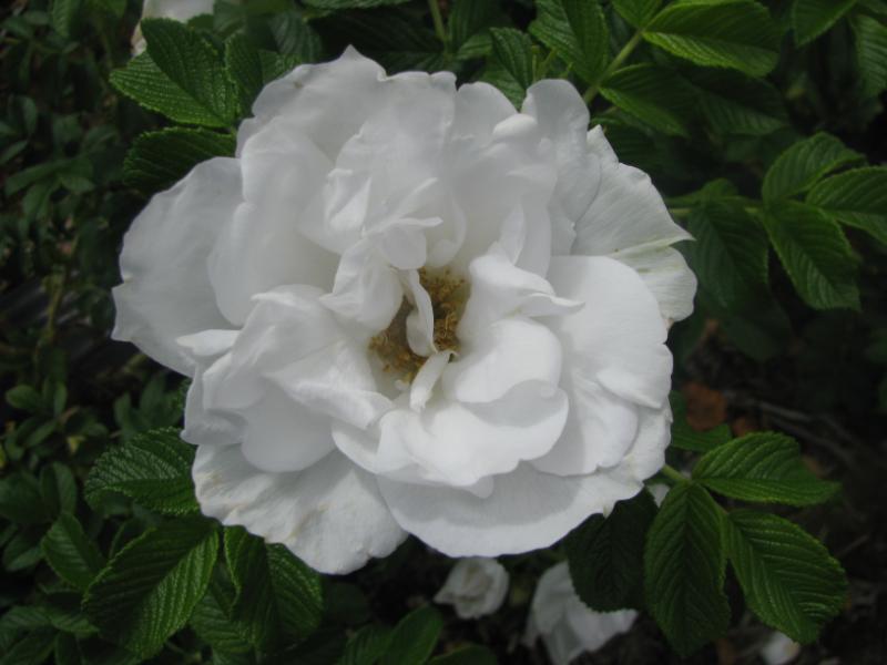 Blanc Double De Coubert – Cornerstone Roses