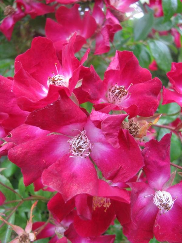 Bloomfield Courage – Cornerstone Roses