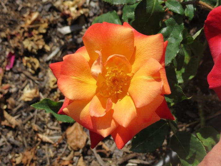 Bonfire – Cornerstone Roses