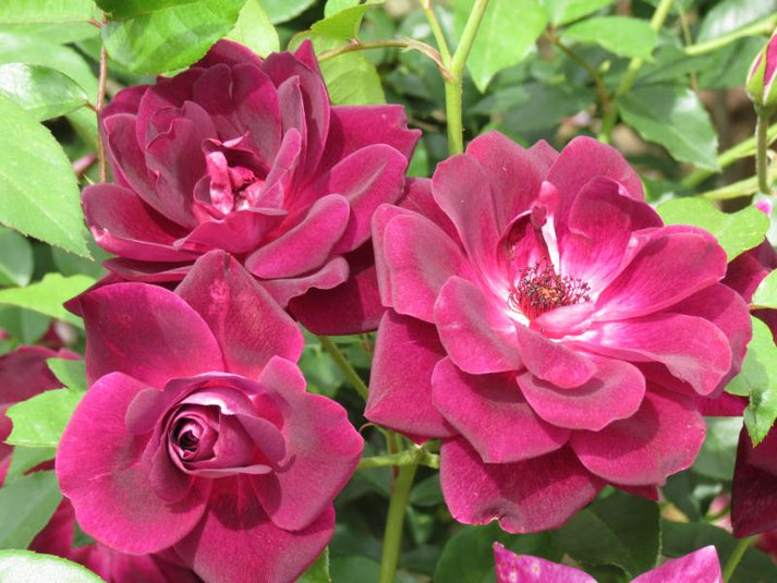 Burgundy Iceberg – Cornerstone Roses