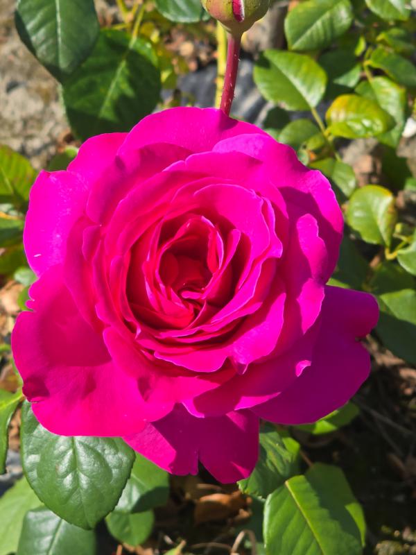 Chartreuse De Parme – Cornerstone Roses