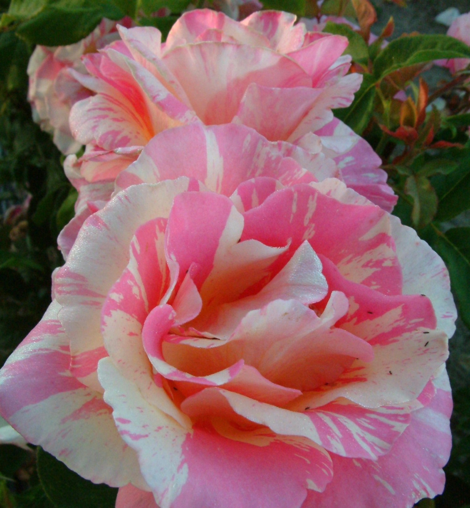 Claude Monet – Cornerstone Roses