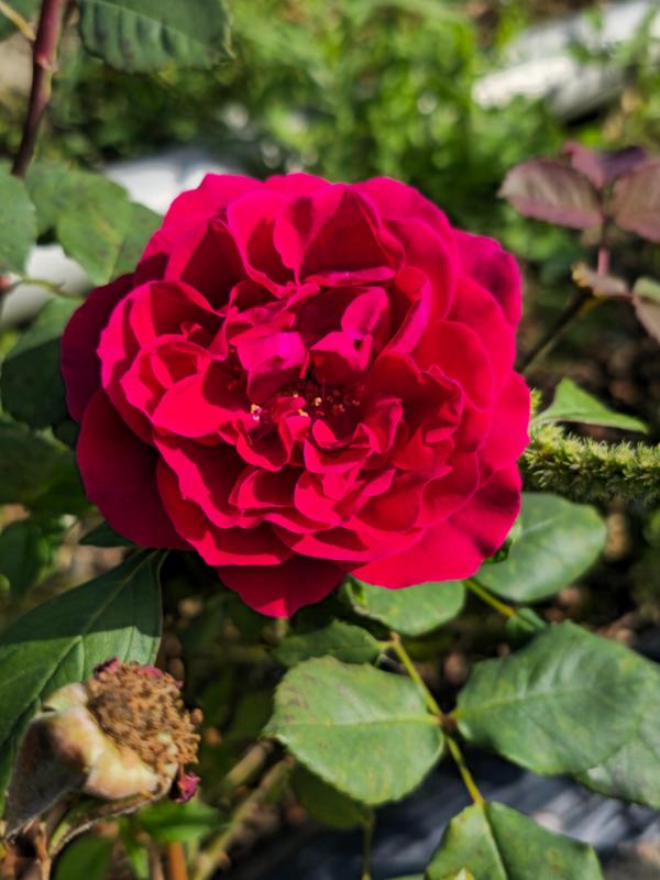 Deep Secret – Cornerstone Roses