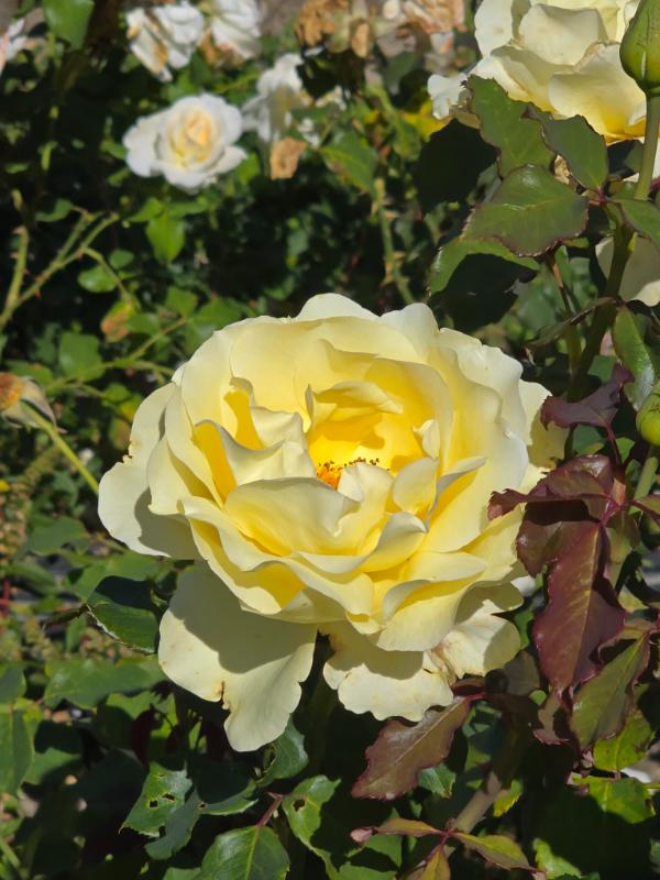 Elina – Cornerstone Roses