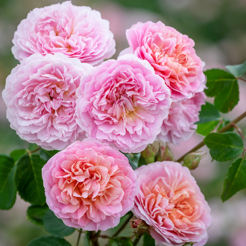 Cornerstone Roses