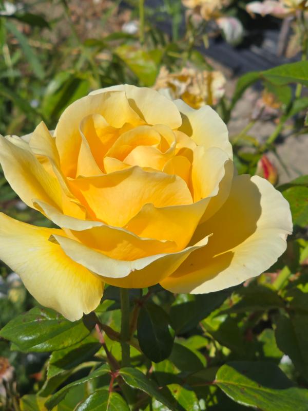 Glorious – Cornerstone Roses