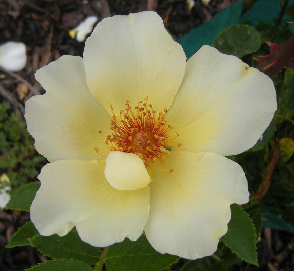 Golden Wings – Cornerstone Roses
