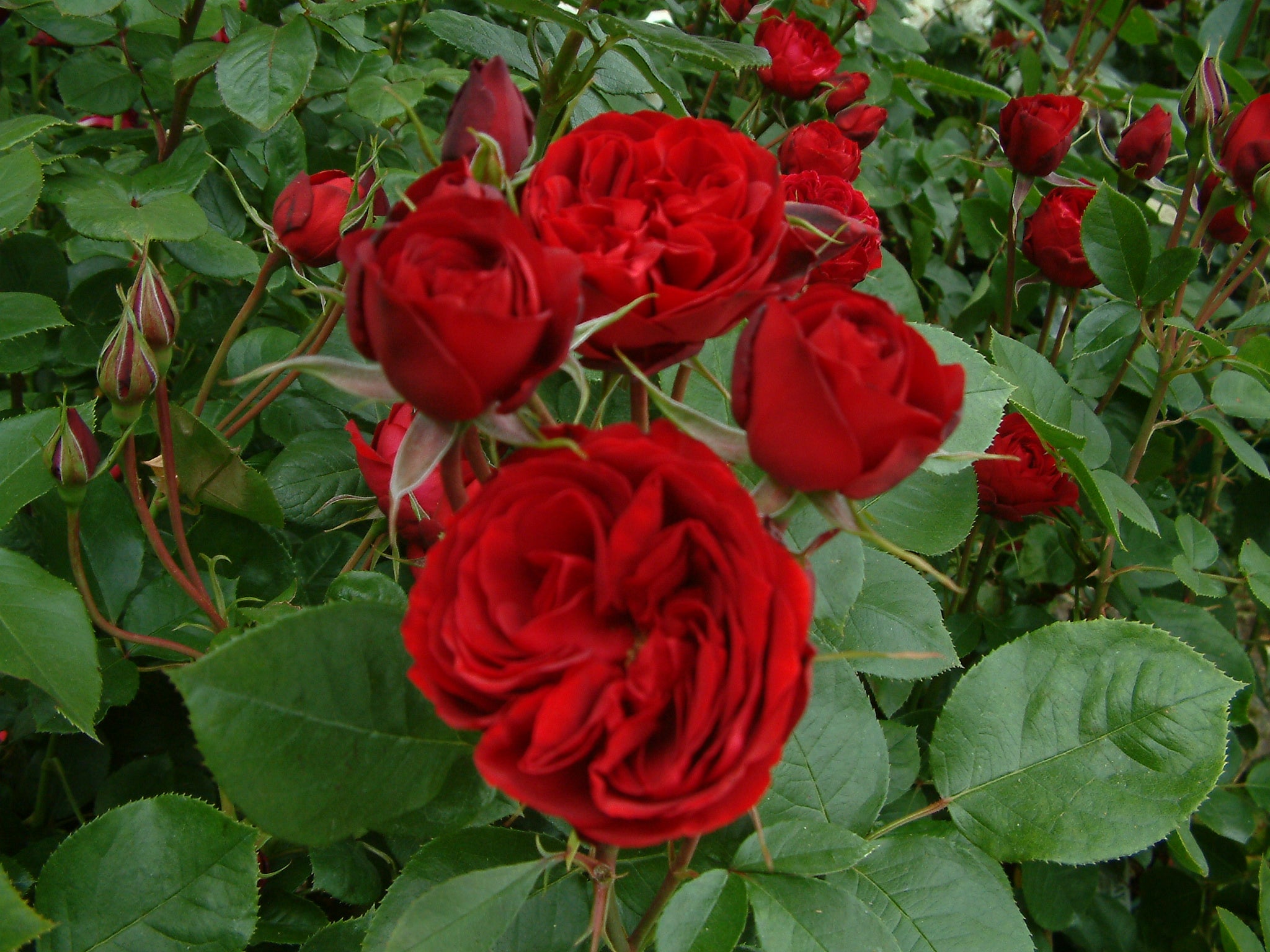 Lest We Forget – Cornerstone Roses