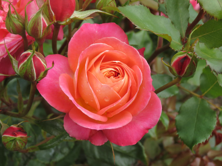 This Seasons Collection – Page 4 – Cornerstone Roses