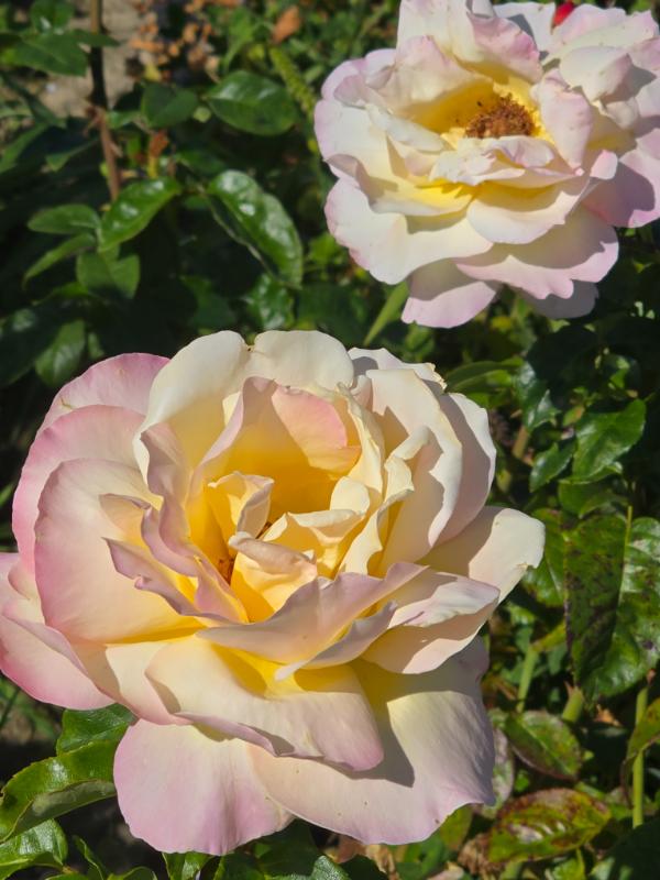 Peace – Cornerstone Roses
