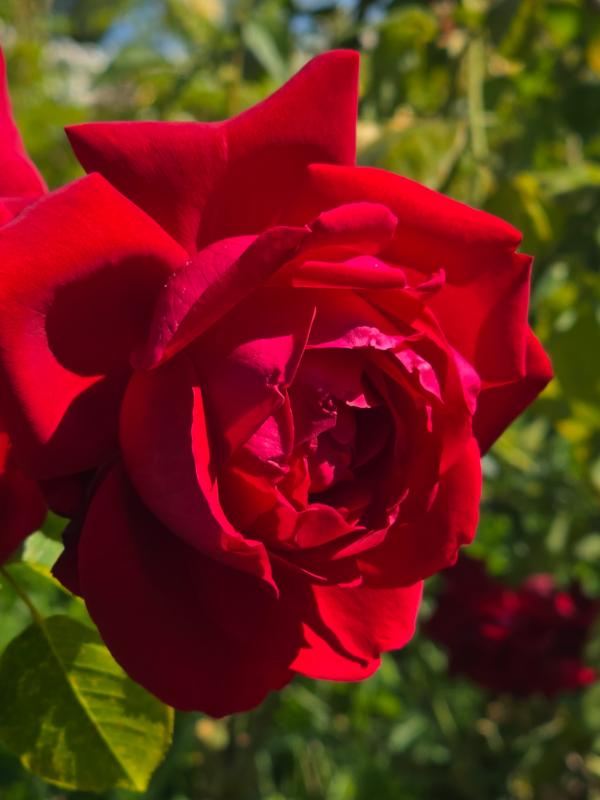 Precious Platinum – Cornerstone Roses