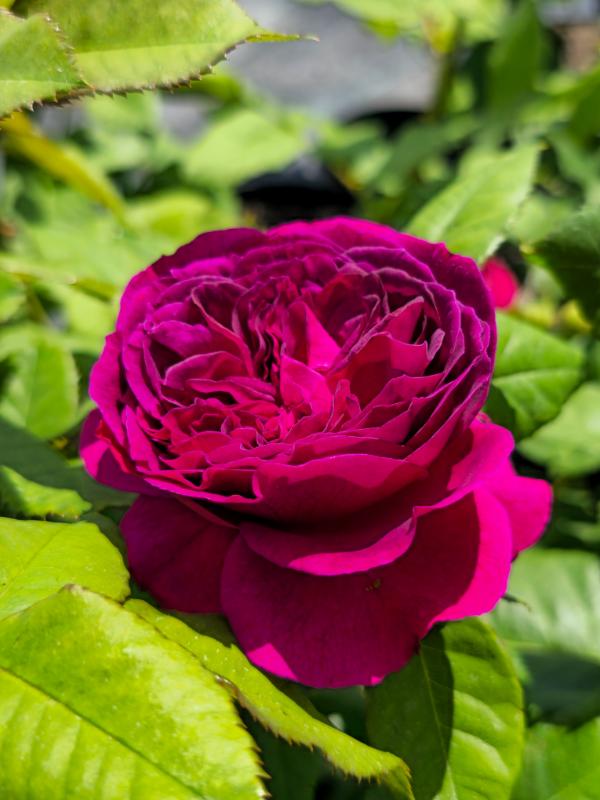 Purplicious – Cornerstone Roses