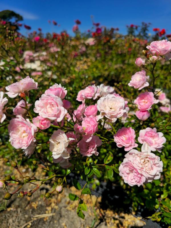 The Fairy – Cornerstone Roses