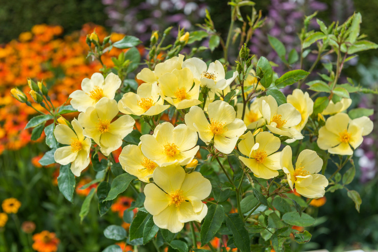 Tottering by Gently – Cornerstone Roses