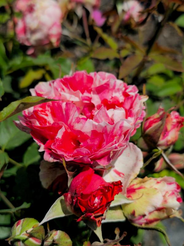 Twist & Twirl – Cornerstone Roses