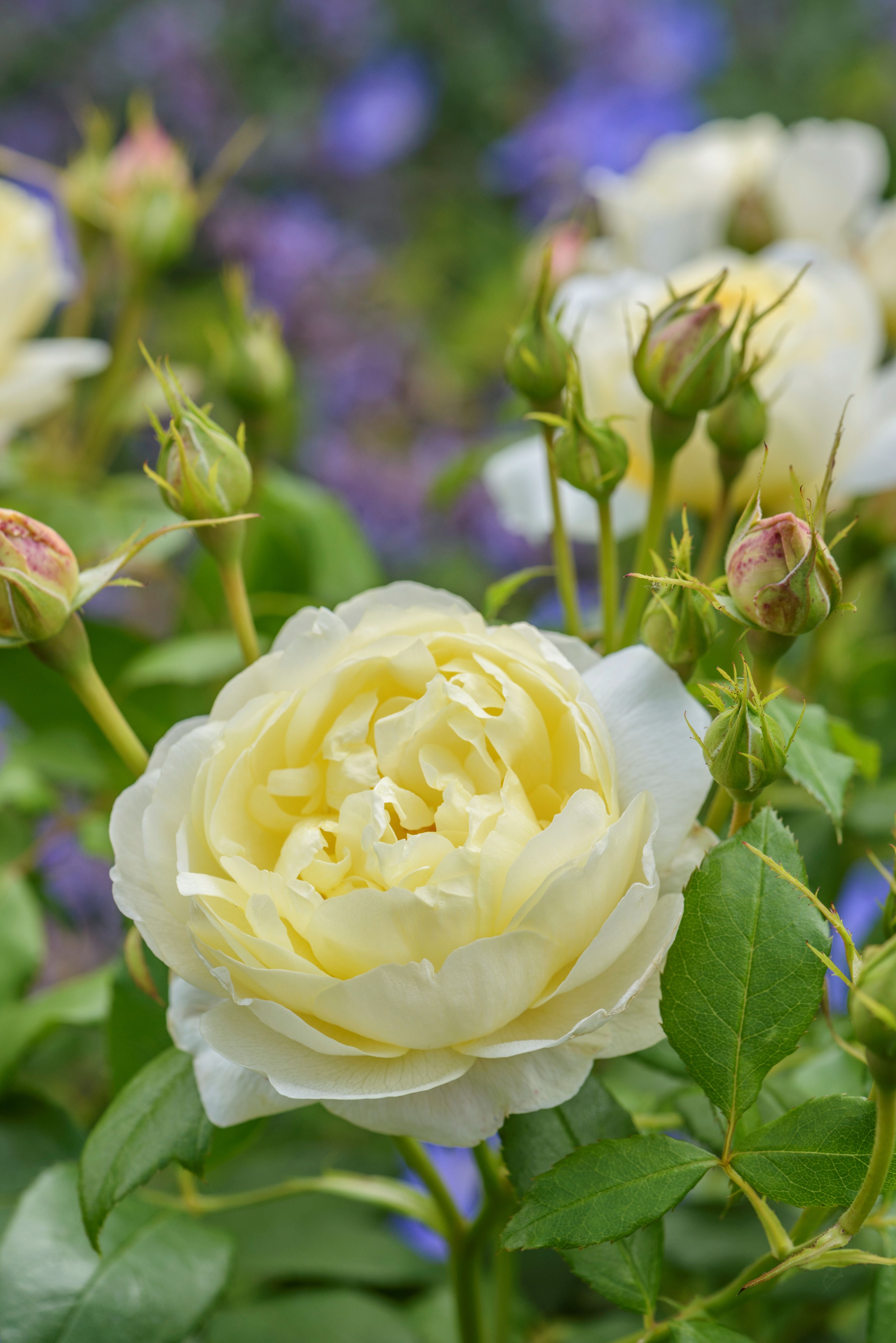 Vanessa Bell – Cornerstone Roses