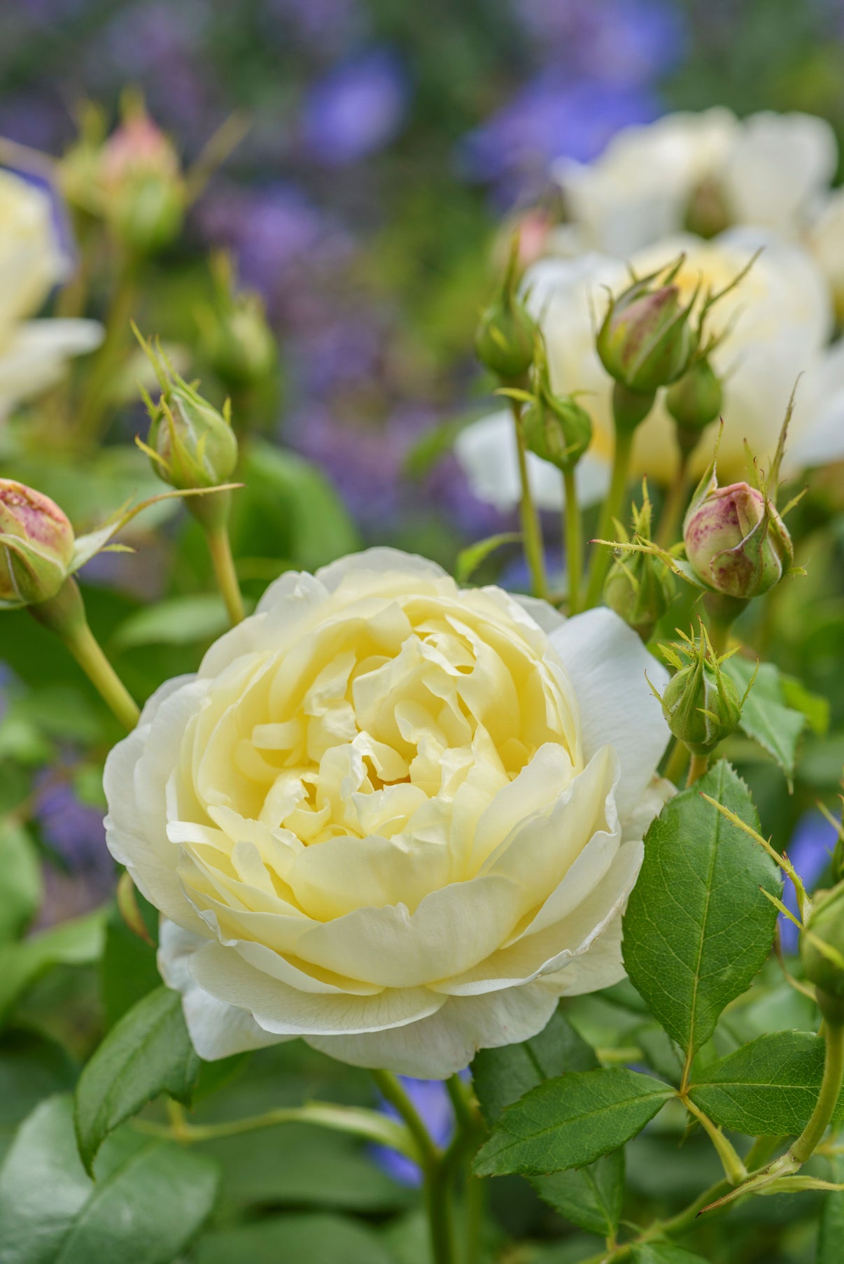 Vanessa Bell – Cornerstone Roses