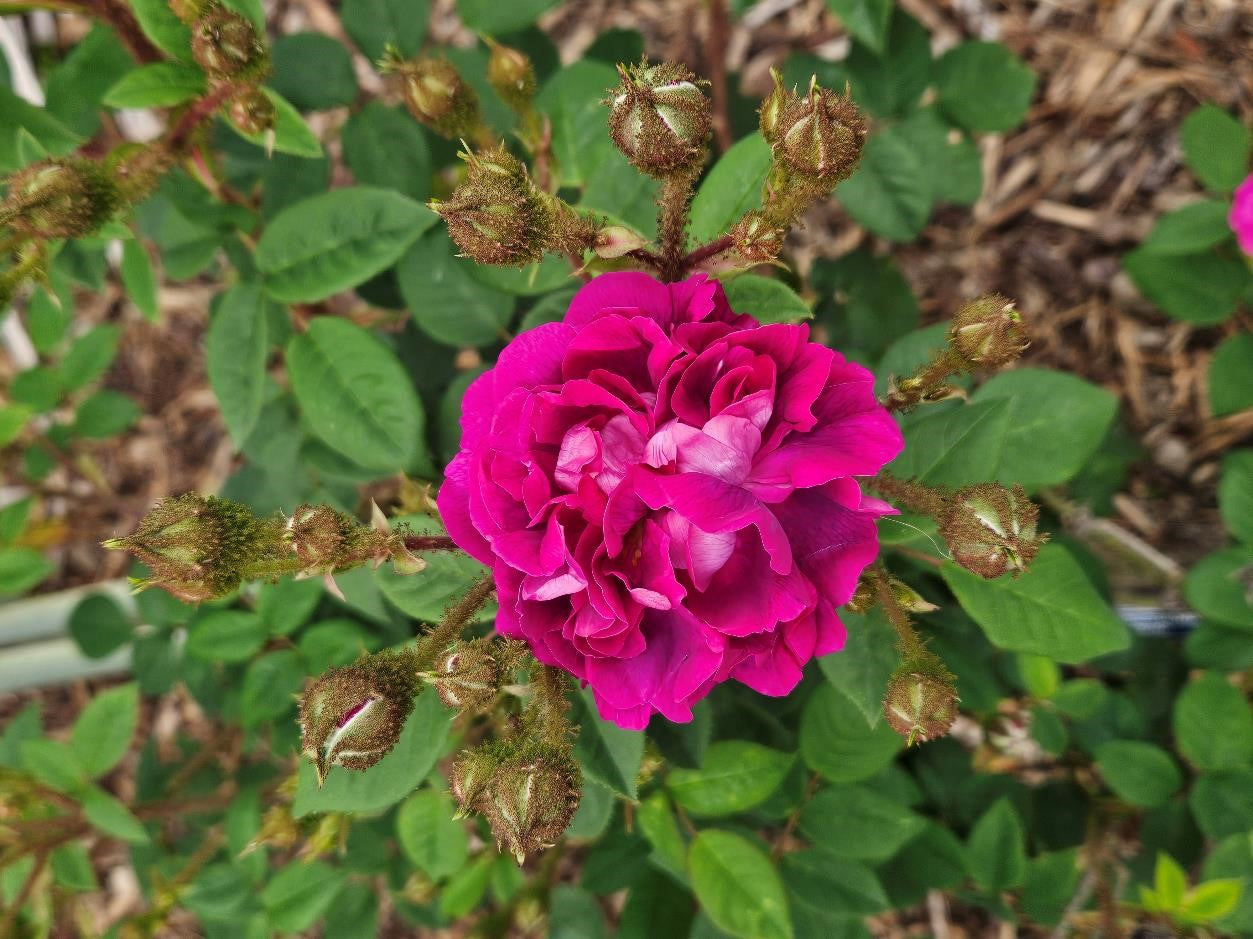 William Lobb – Cornerstone Roses